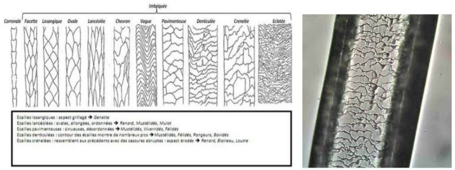 WET FELTING PROCESS - Laora Guillerm